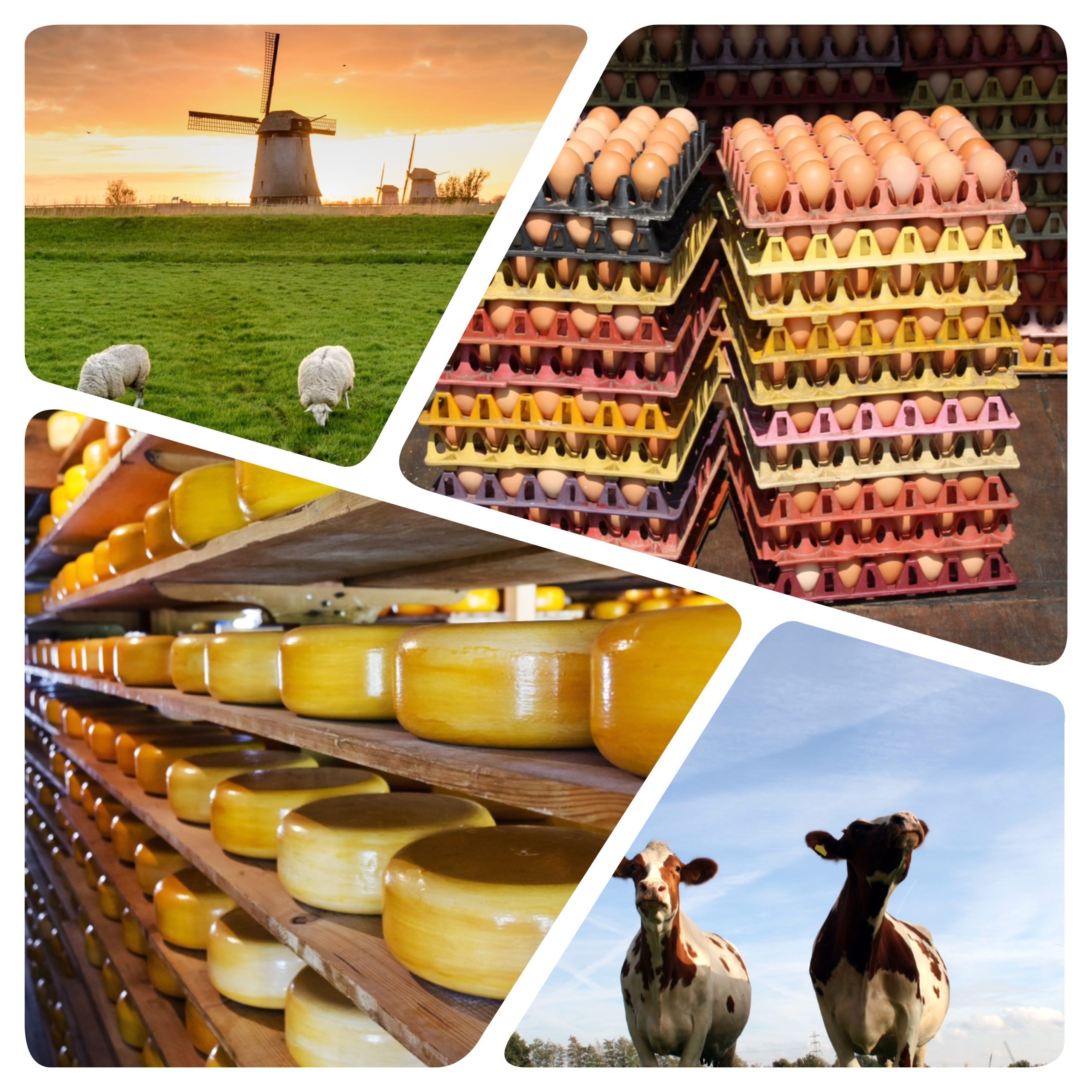 Jaarverslag 2022 - COKZ | Controle Orgaan Kwaliteits Zaken