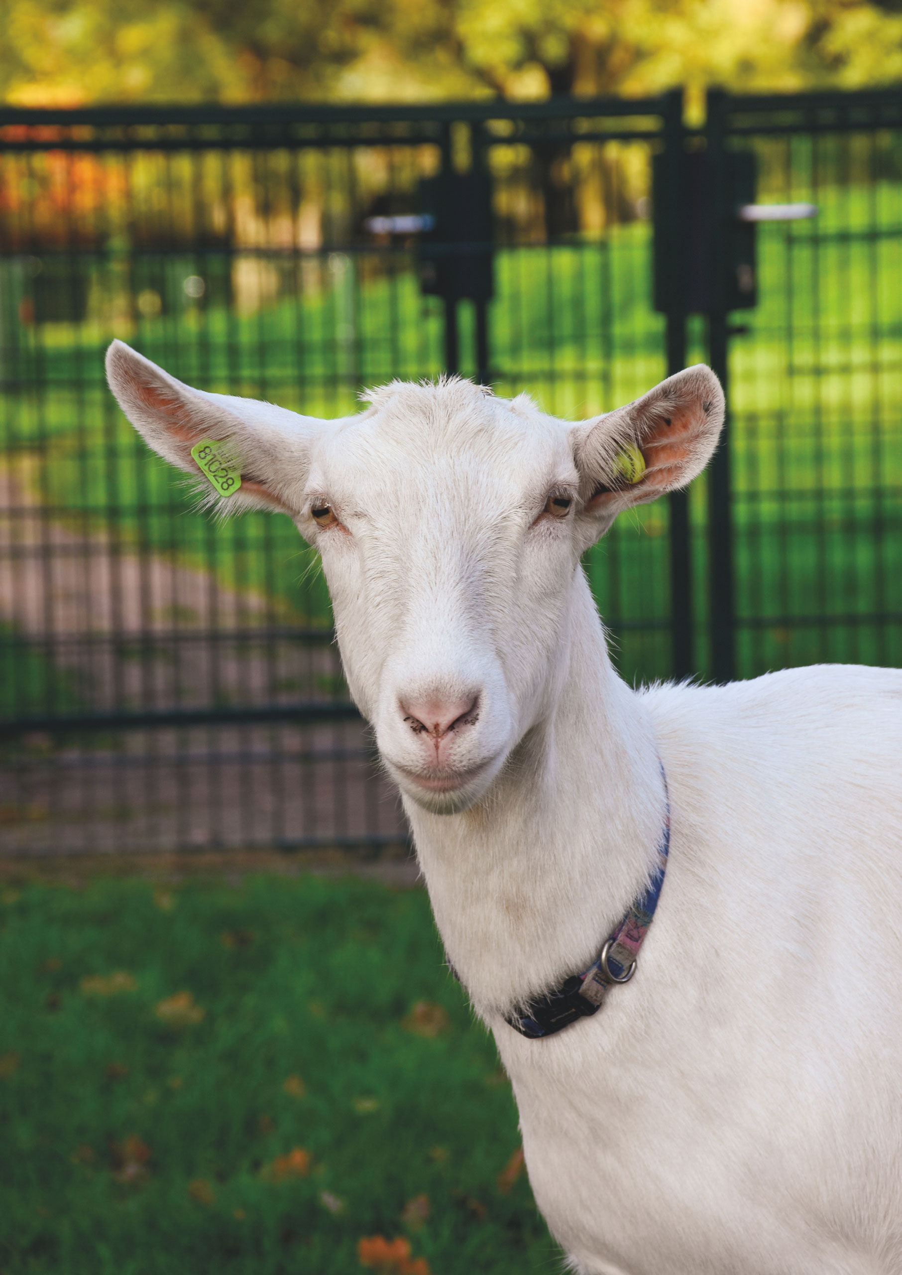 Jaarverslag 2020 - COKZ | Controle Orgaan Kwaliteits Zaken